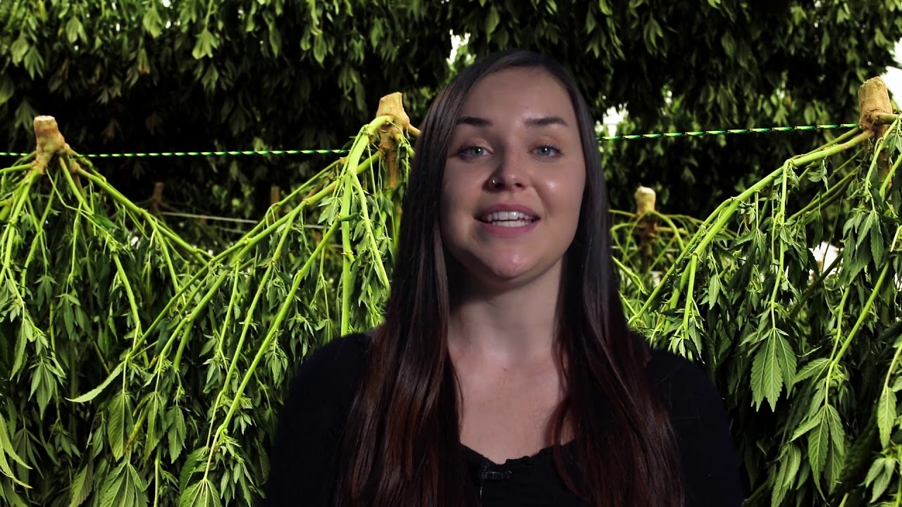 Hemp Basics: What is Hemp? - Hemp Et Cetera